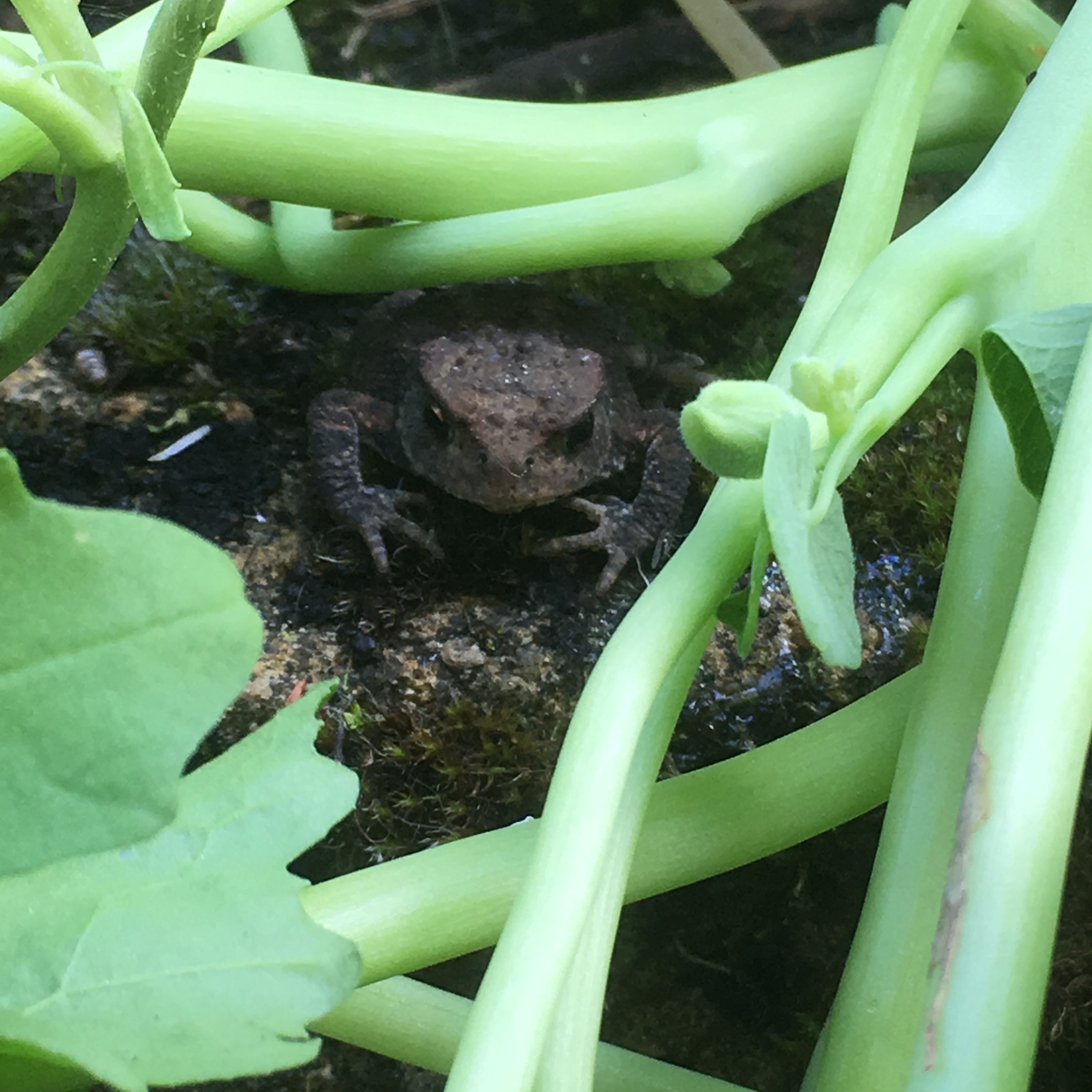 Grumpy Frog – Finding Time to Stand and Stare